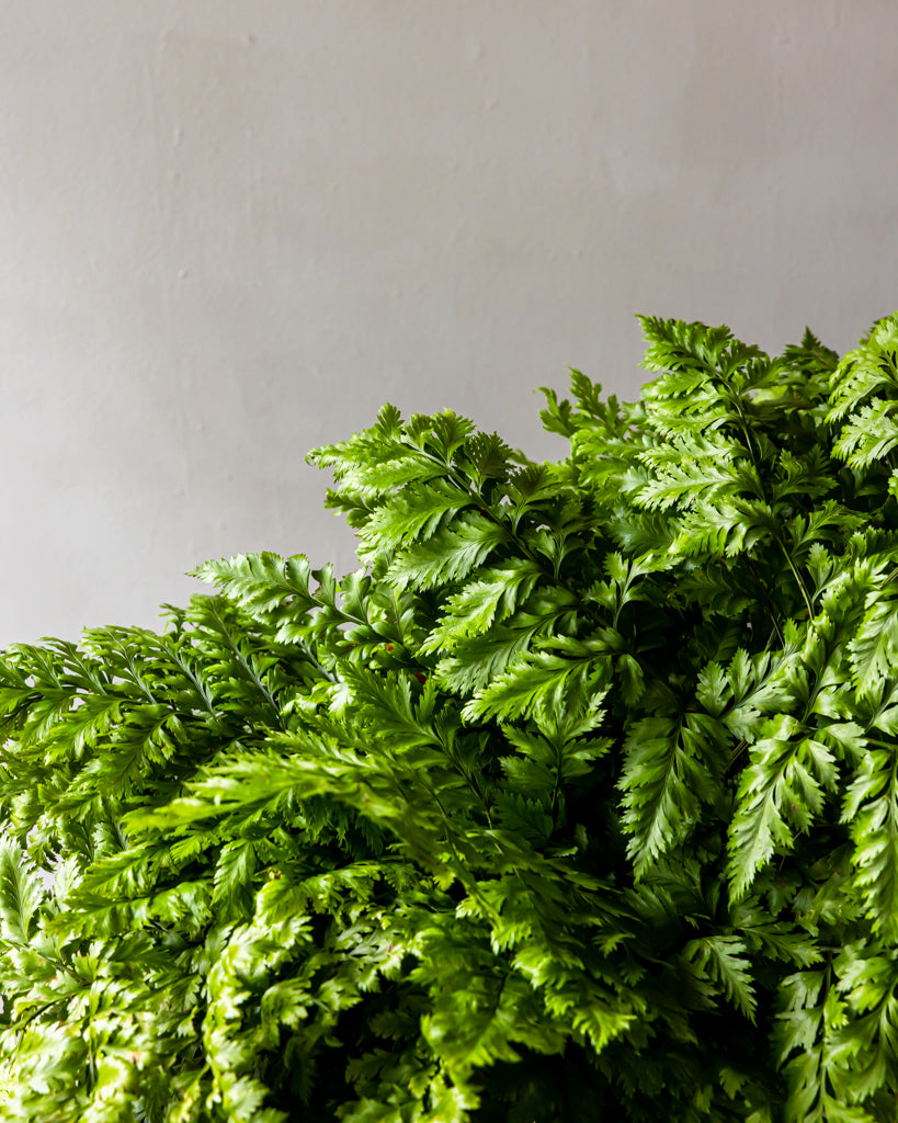 Fancy Cleopatra Fern Bunches – Gracious Garlands
