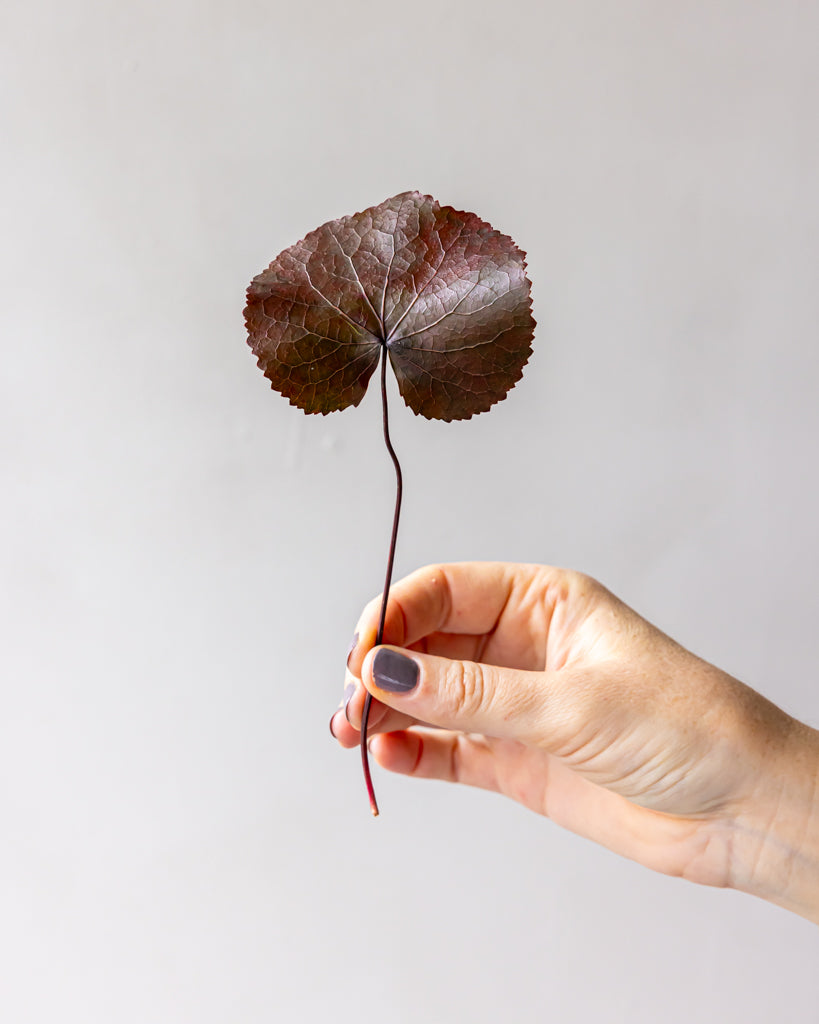Galax Leaves Bunches – Gracious Garlands