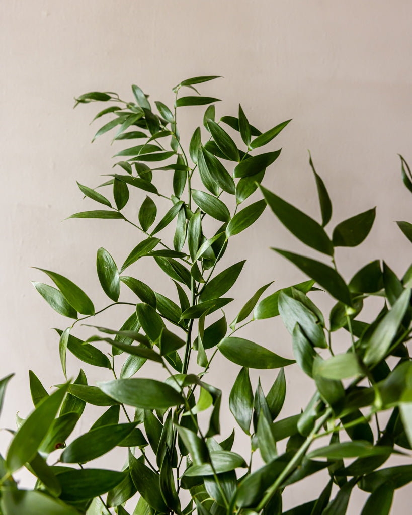 Italian Ruscus Bunches – Gracious Garlands