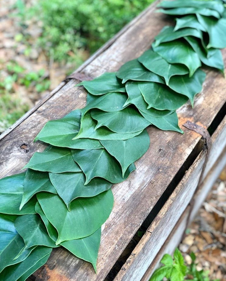 Monestera Thread | | Fresh Tropical Garlands – Gracious Garlands