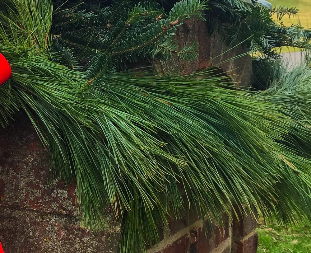 Fresh Holiday Pine Garland - Holiday Garlands – Gracious Garlands